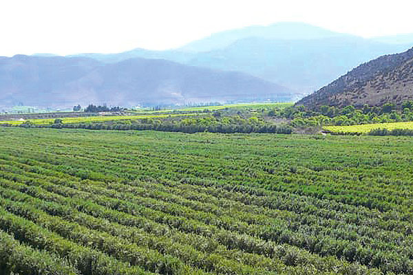 FMI: el PIB per cápita en Chile superaría la barrera de los US$ 30.000 ...