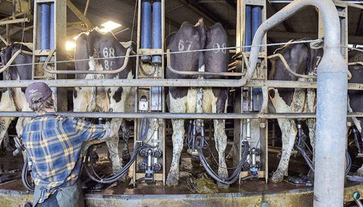 Acreedores visan reorganización de grupo lechero Chilterra: plan ...